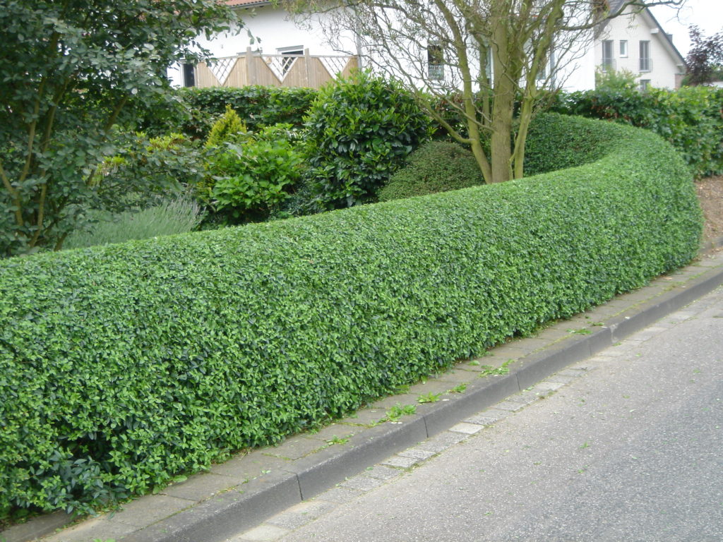Żywopłot z ligustru-przycinanie, uprawa - Życie zgodne z naturą.