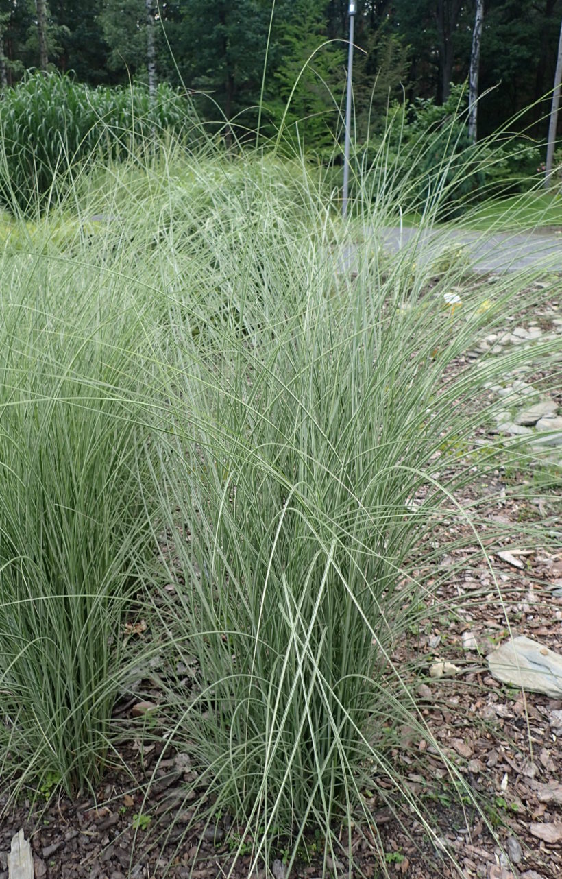 Miskanty chińskie - Życie zgodne z naturą.