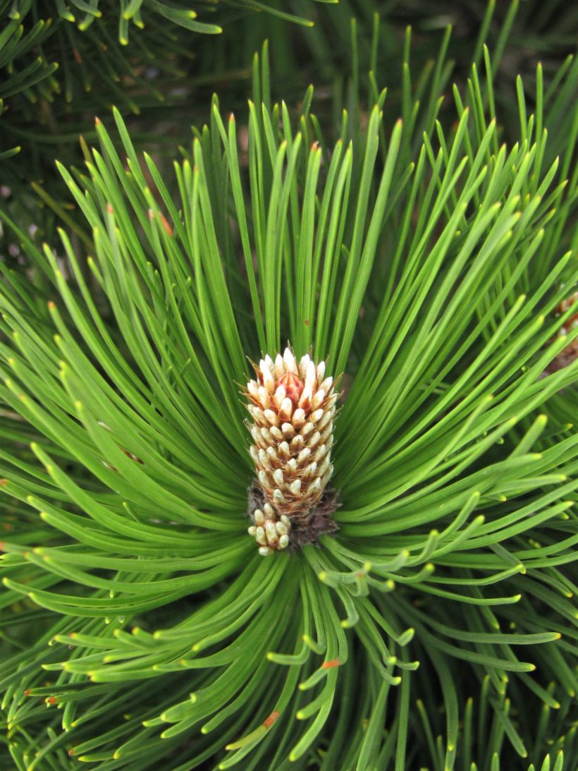 sosny w ogrodzie - Życie zgodne z naturą.